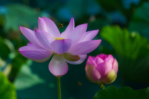lotus flower by shoji uno | 500px