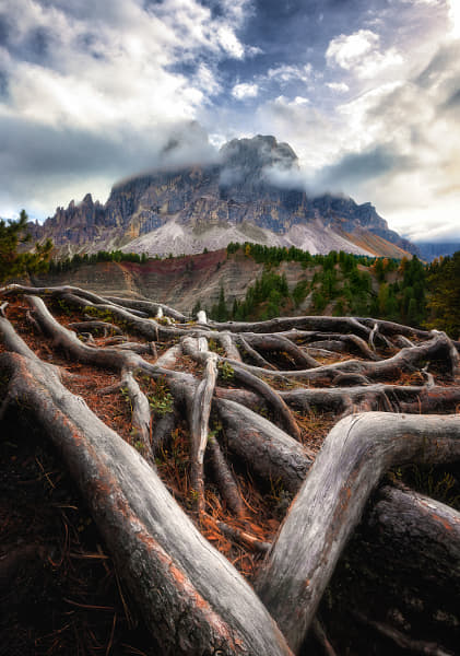 Unrestrained roots by Miroslav Konfál | 500px