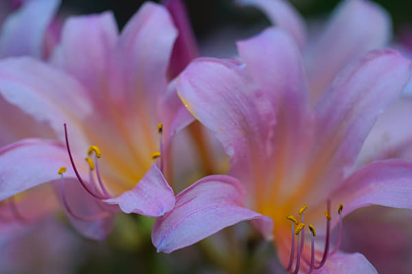 flower by shoji uno | 500px