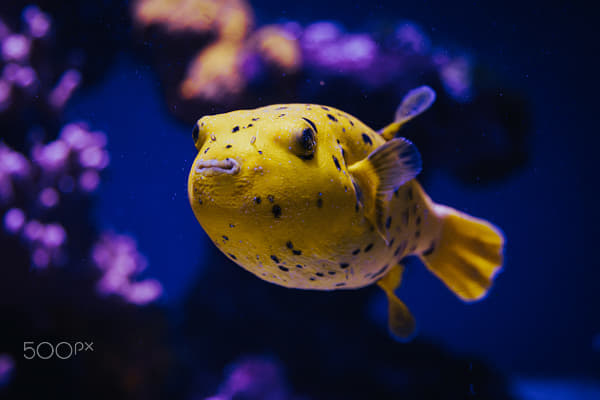 Little yellow joy by Jan Spilka | 500px