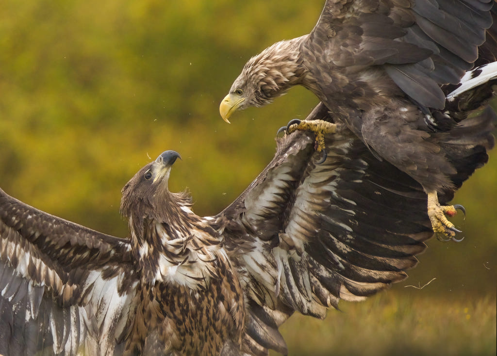 波斯菊花海 by 劉 留美 | 500px
