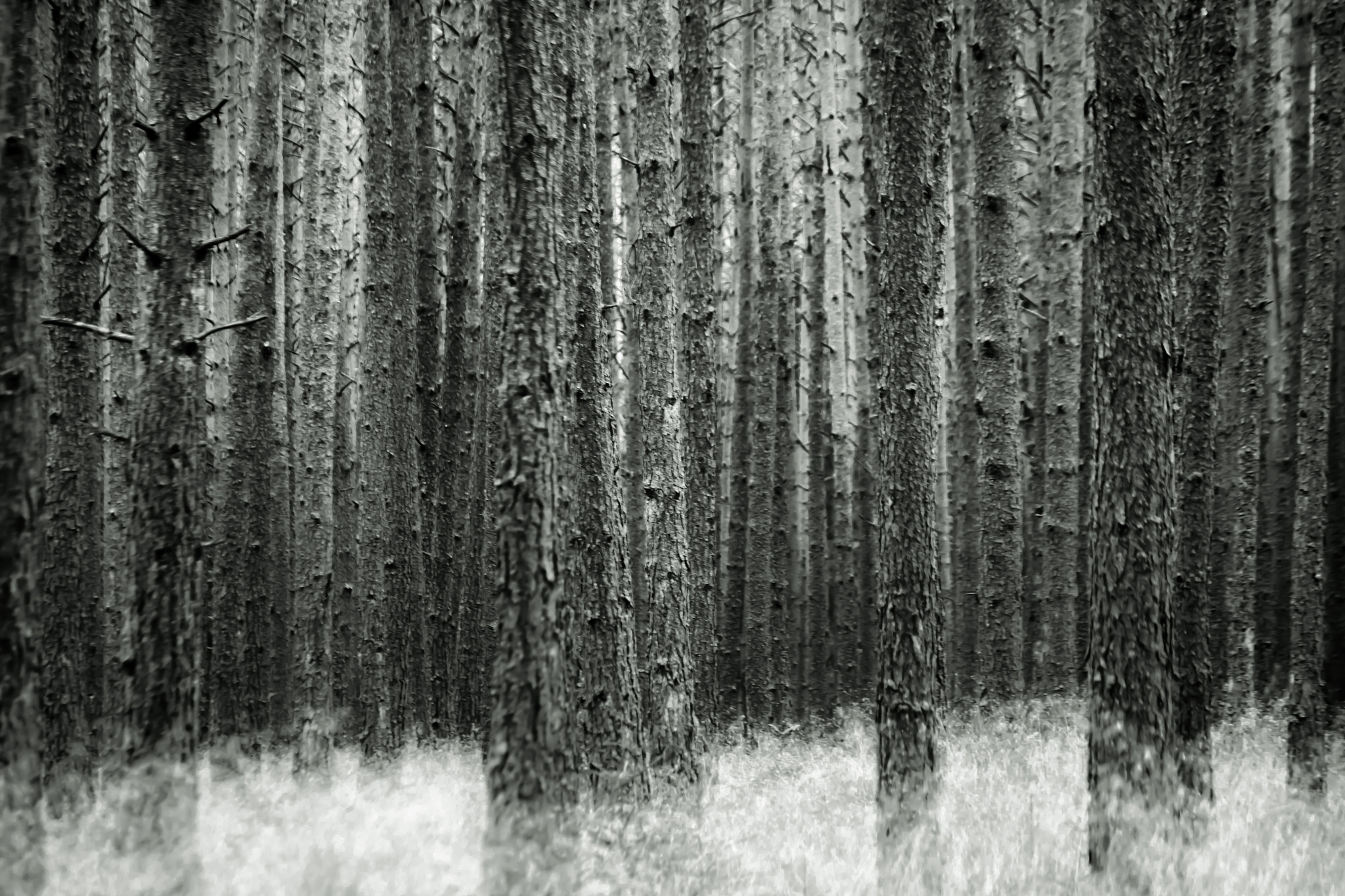 forest music by Lucja Wanatowicz | 500px