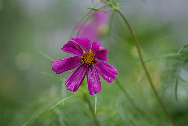 Cosmos... by Pavel Stephanovich | 500px