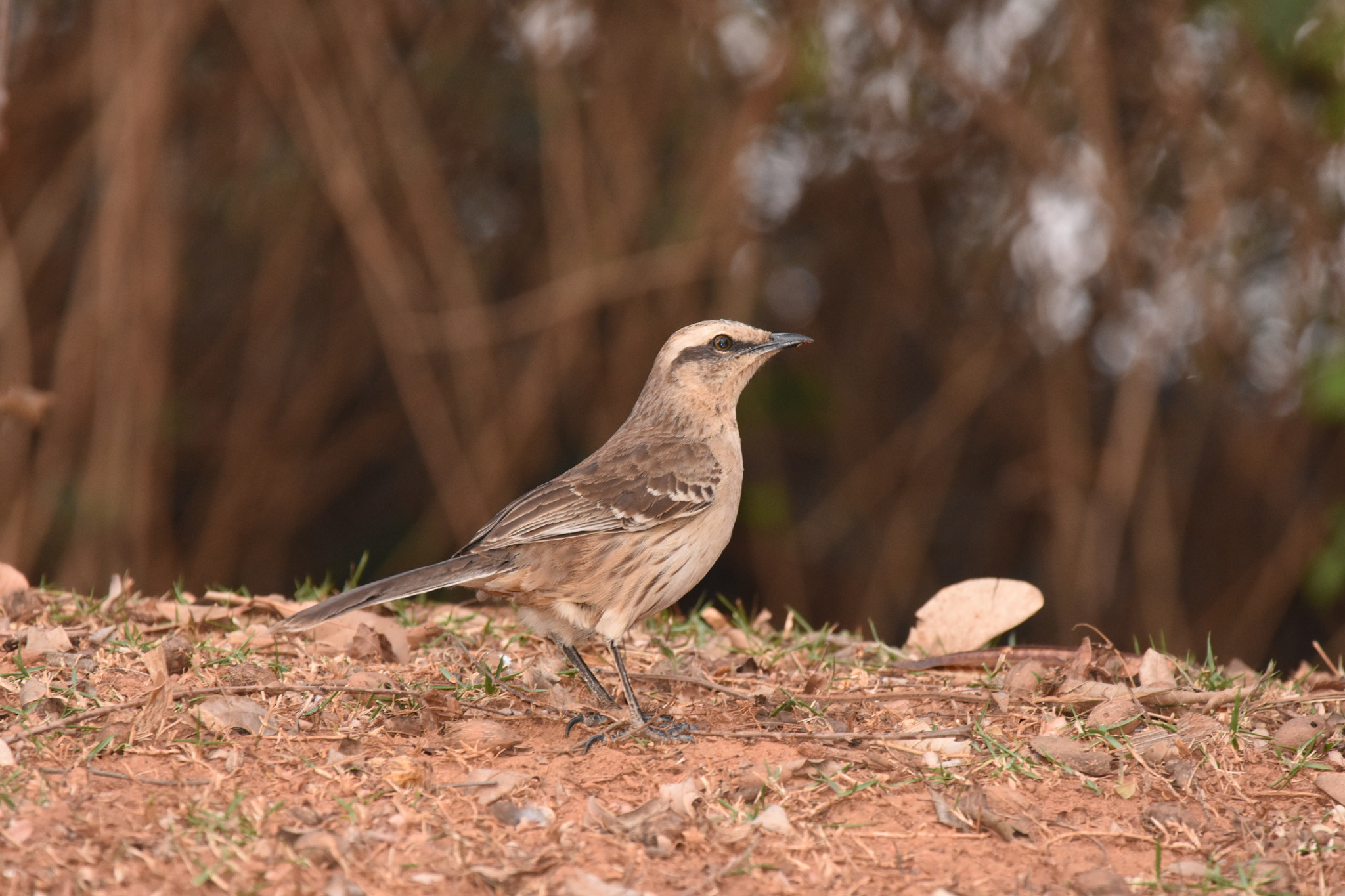 Close-up of Sabiá perching on field by Joao Roberto Martins Filho | 500px