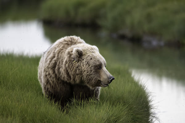 Along The Stream by Charles Landis | 500px
