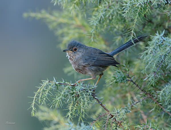 Curruca rabilarga Sylvia undata) by JM Fermosel | 500px