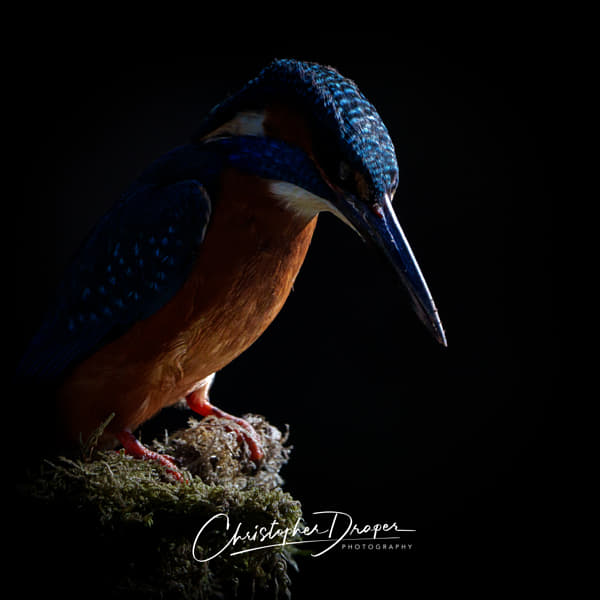 Just the highlights by Christopher Draper | 500px