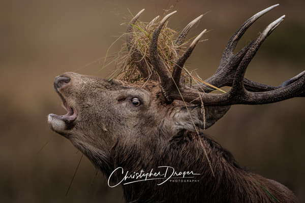 Autumn Calls by Christopher Draper | 500px