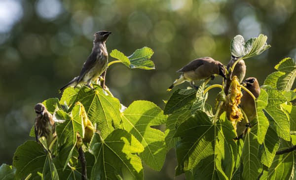 fig fans by Scott Ripley | 500px