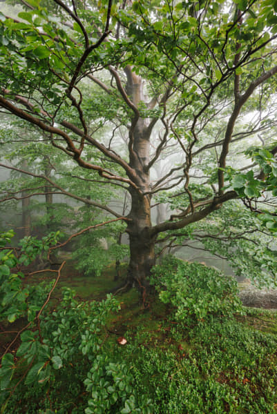 King of the Forest by Martin Rak | 500px