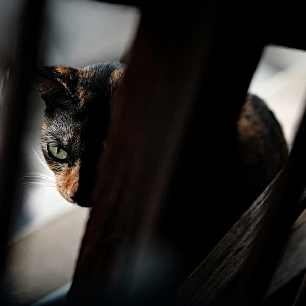 cat by SHIN SHIN | 500px
