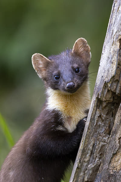 European pine marten by Alexandra M. | 500px