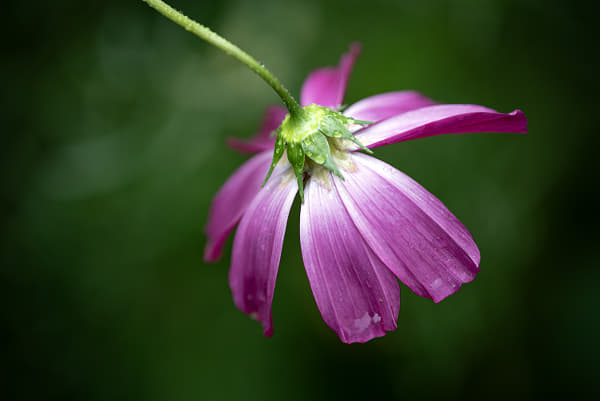 Cosmos... by Pavel Stephanovich | 500px