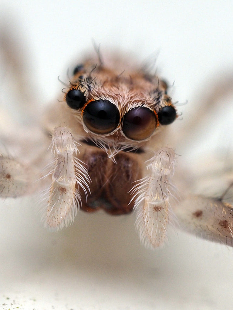 Jumping Spider Portrait by Tom Musson | 500px