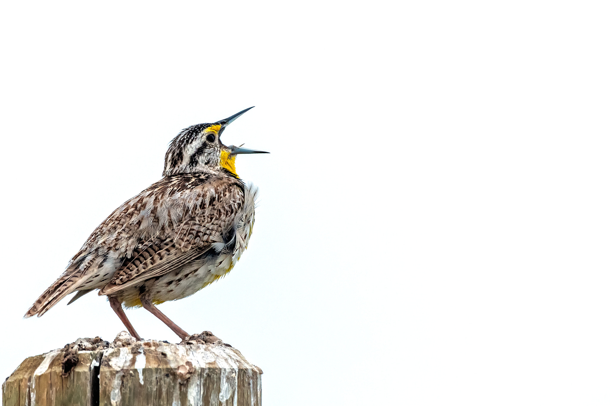 Western Meadowlark by Robert Kramer | 500px