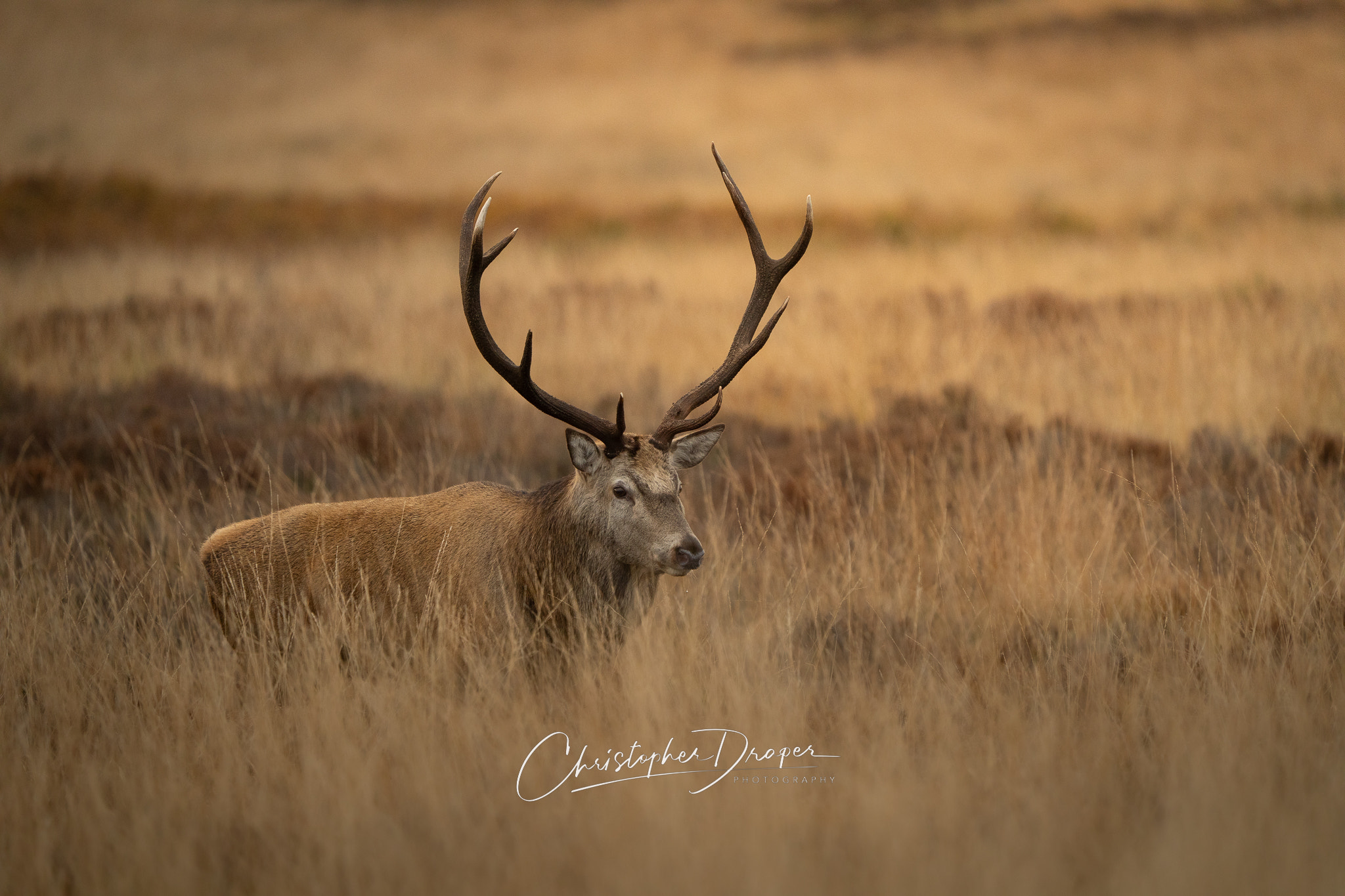 Too close for comfort by Christopher Draper | 500px