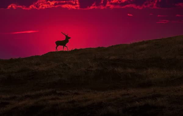 Sun Deer by Lars Mik Photography | 500px