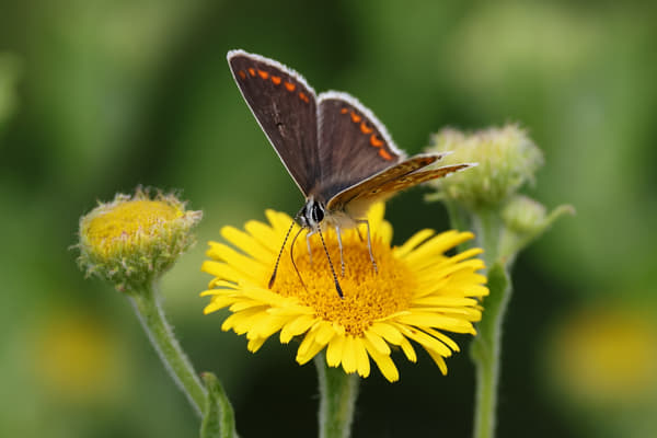Brown Argus by brian stoddart | 500px