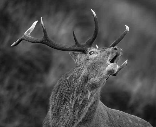 Red Deer Roar by Lars Mik Photography | 500px