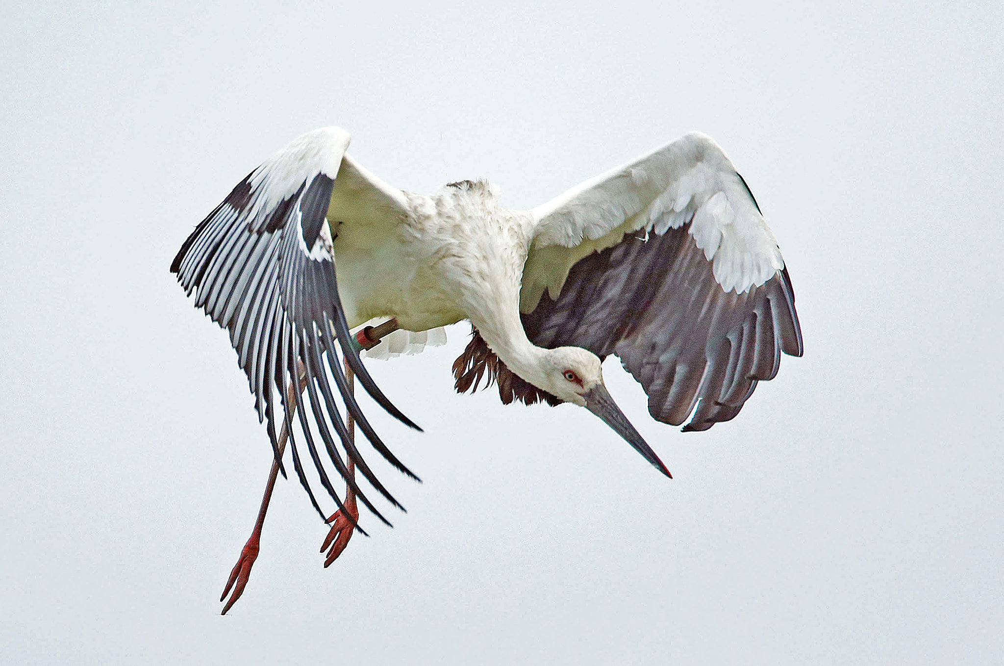 Close-up of bird flying against clear sky by Hisao Yamaguchi | 500px