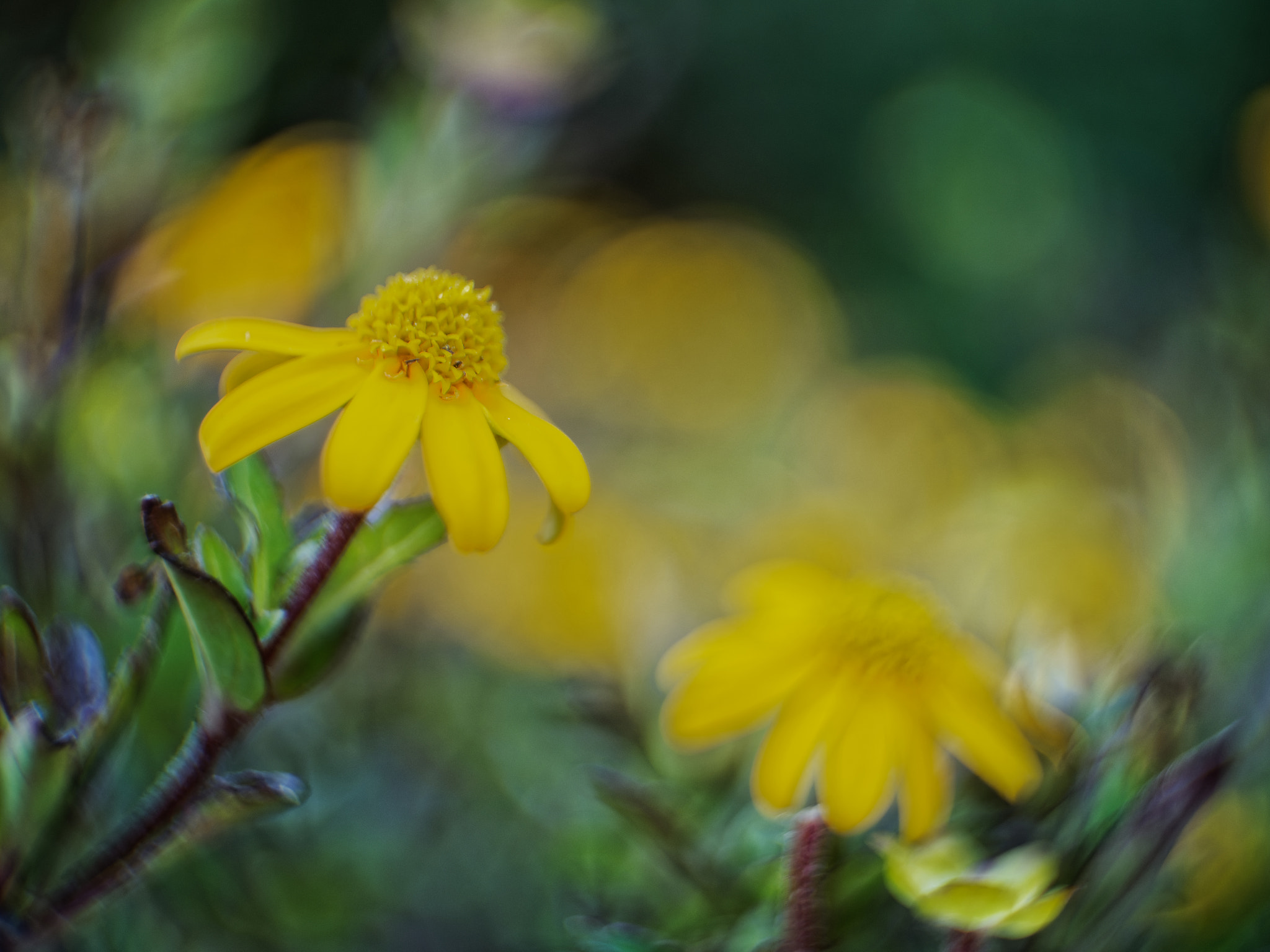 Hussar button / Husarenknöpfchen by Jürgen Daum | 500px