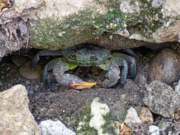 Hidden Claw – The Secret Life of a Shore Crab by George Raptis | 500px