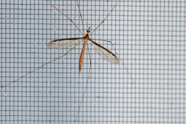Crane Fly by Robert Kramer | 500px