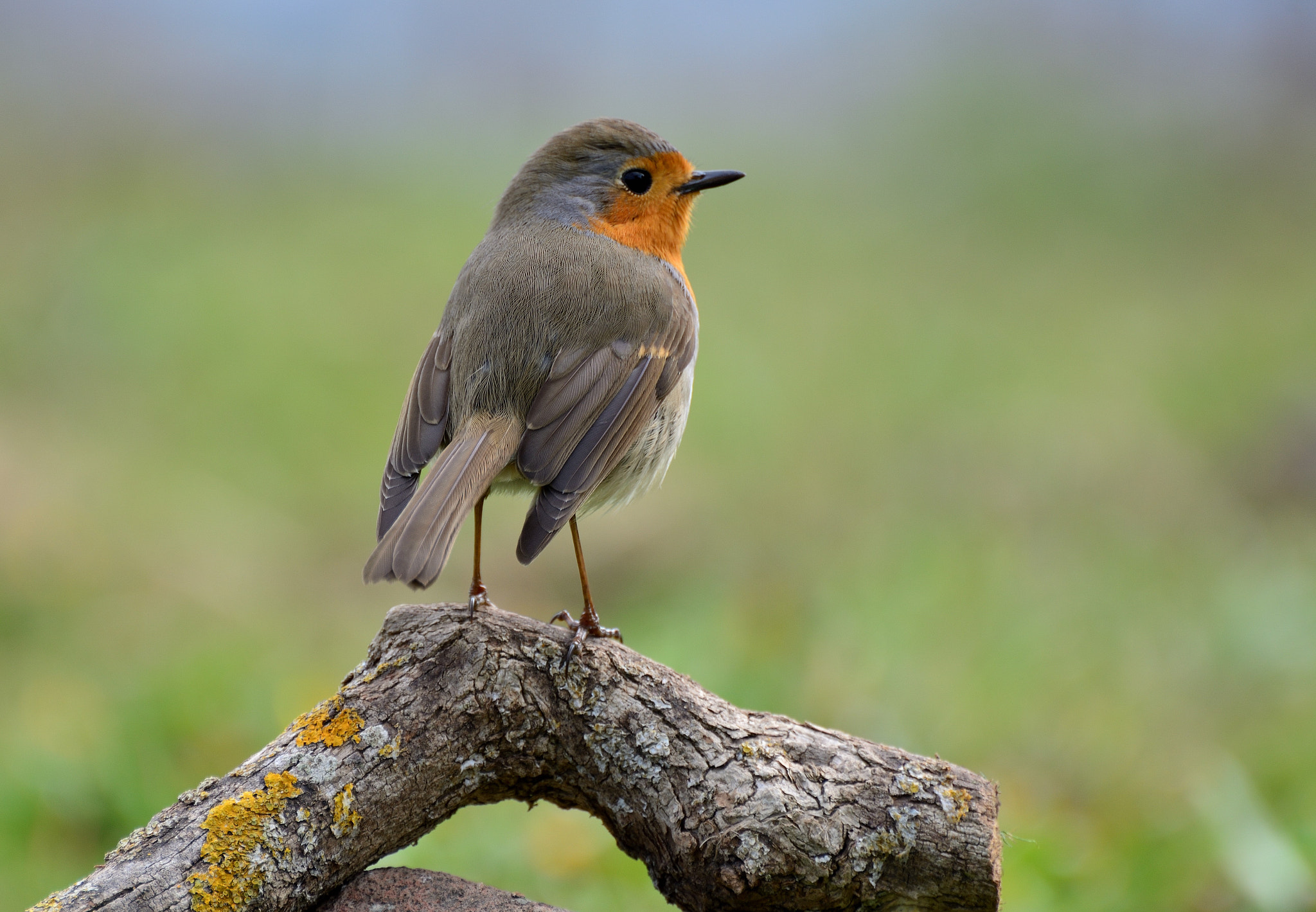 robin by Sultann | 500px