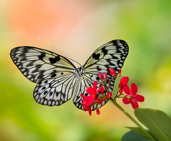 Delicate 🦋 by Maureen Mackenzie Award winning Photographer | 500px