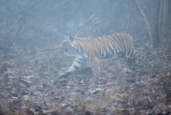 _TIGER_TANK FEMALE!!!- tigress in the mist.._ by Raghupathi K.V. | 500px