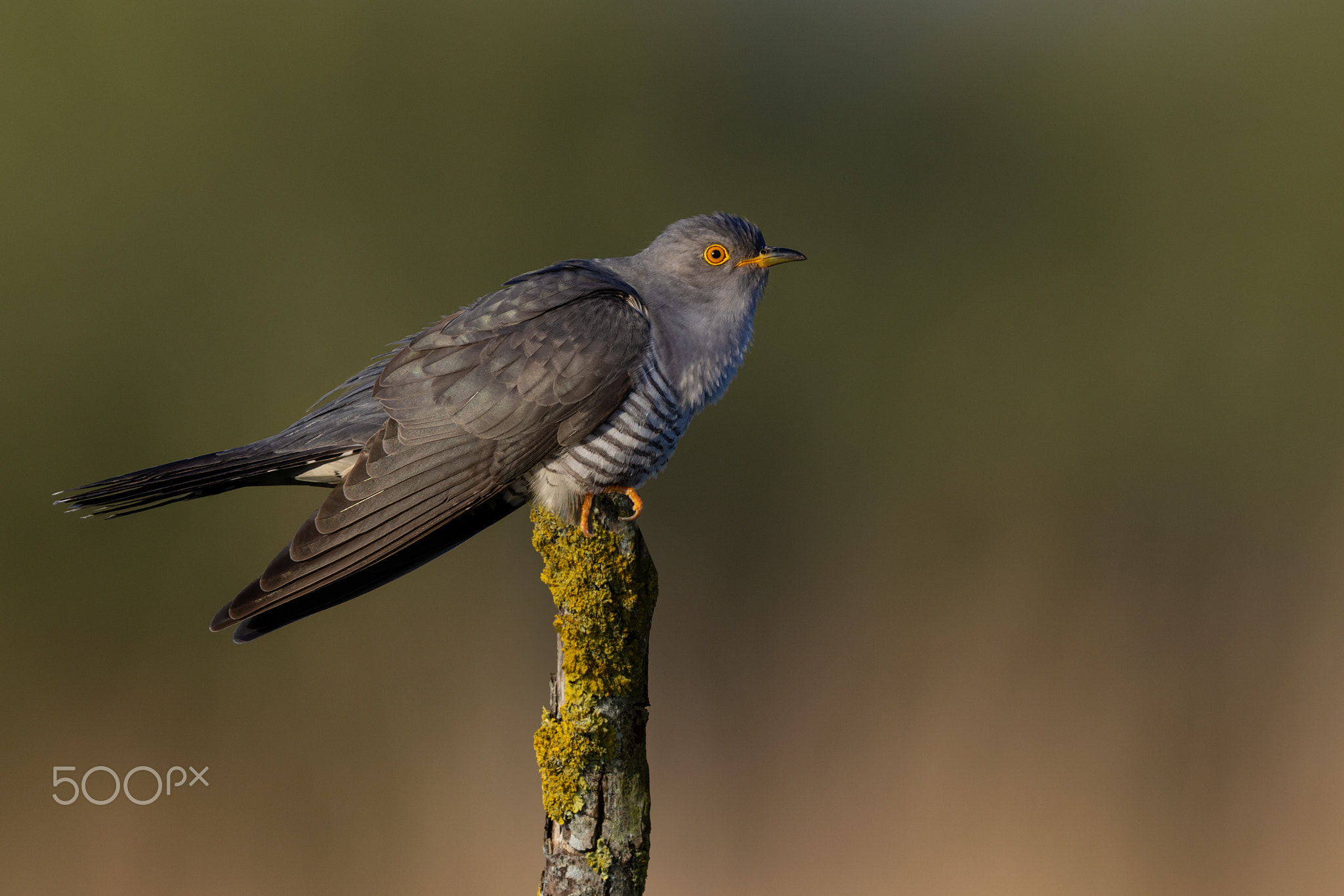 The cuckoo by Björn Reibert | 500px