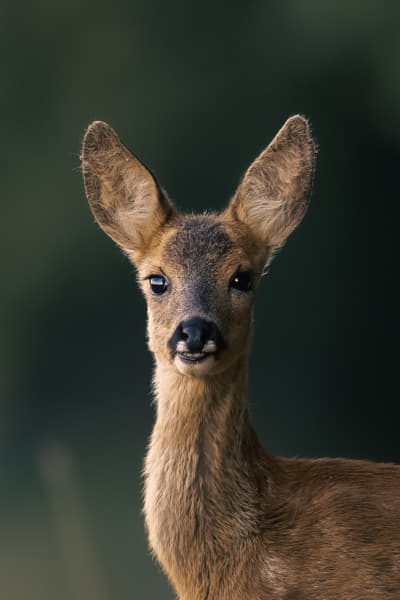 Wild Roe deer fawn by Alexander Schitschka | 500px