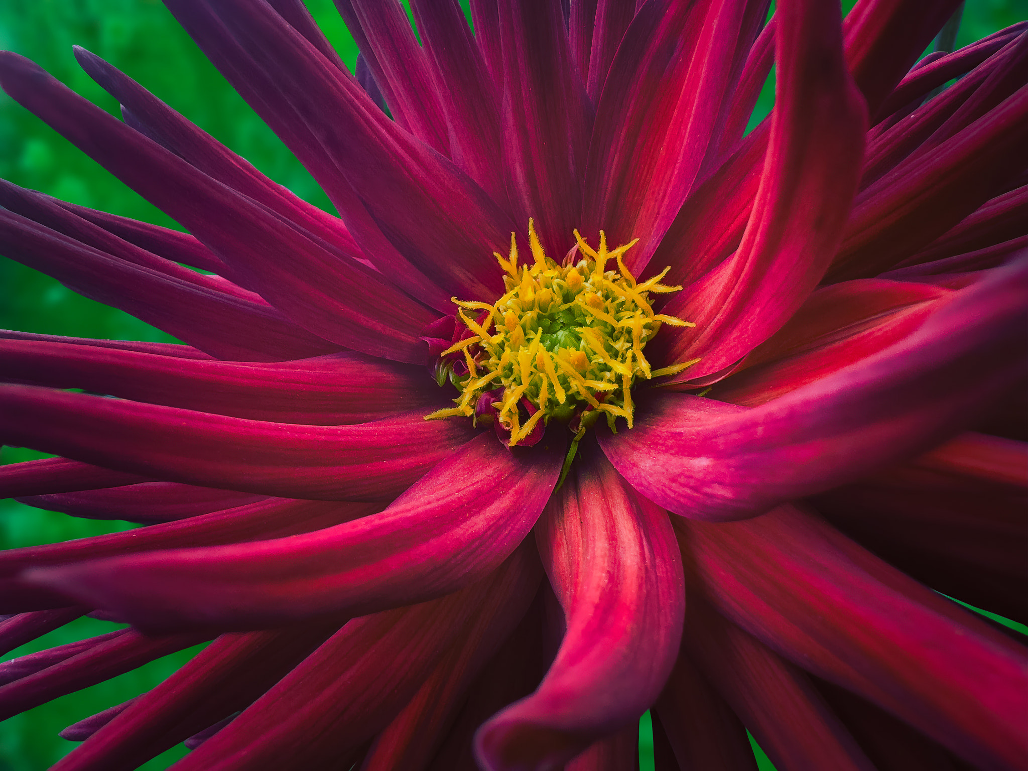 Aka (Red) by Warren Ishii | 500px