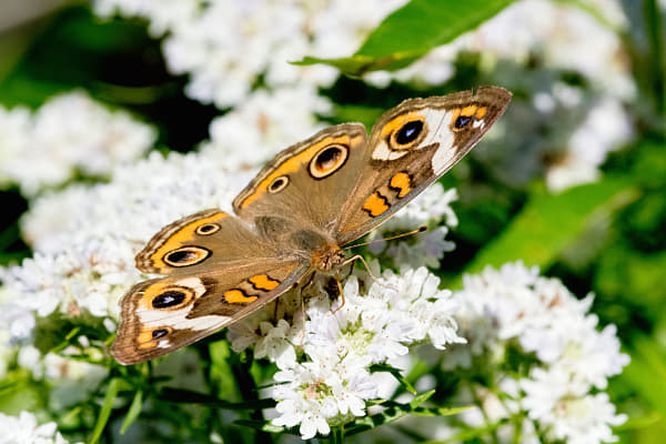 Common Buckeye (Junonia coenia) by Robert Kramer | 500px