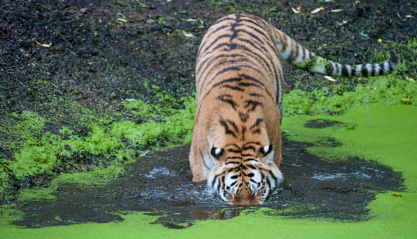 Tiger by Peter Hausner Hansen | 500px