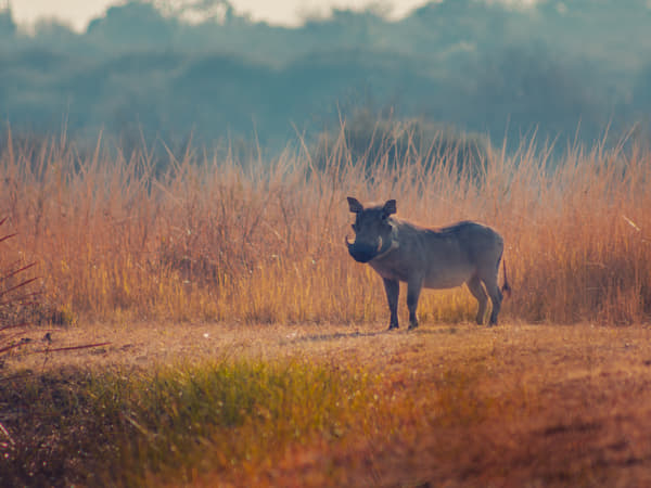 Warthog by Nomads Nature | 500px