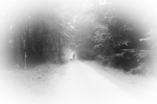 Walk in the foggy woods by Natascha's_photographs | 500px