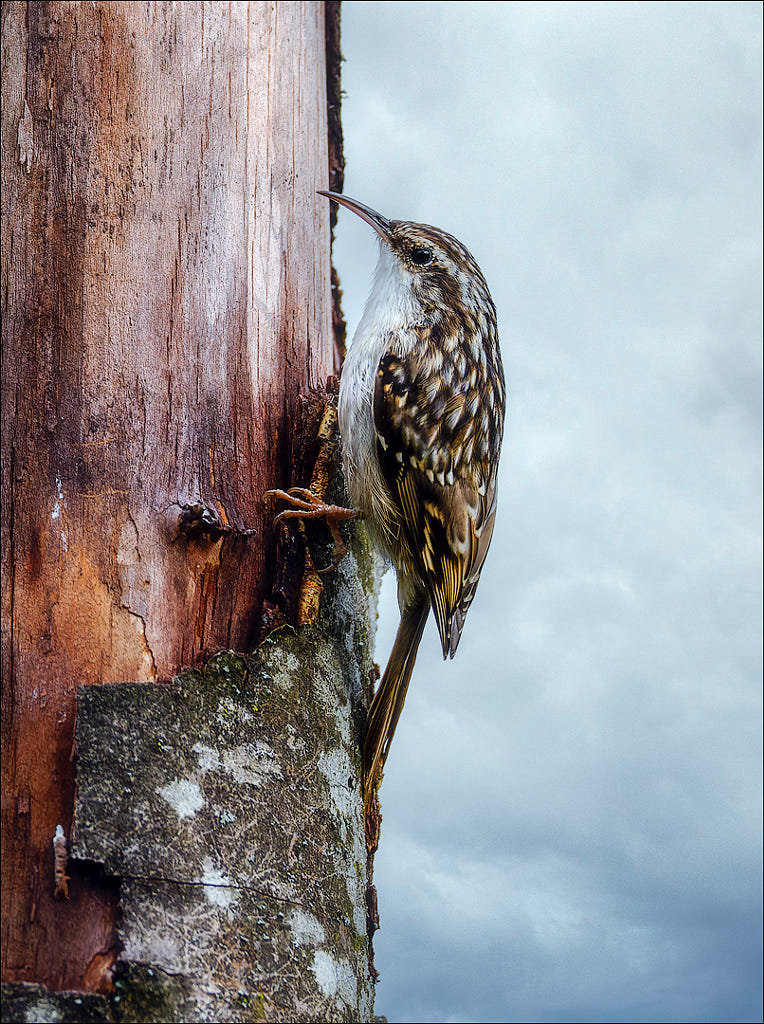 Short-toed Treecreeper by Hans Rentsch | 500px