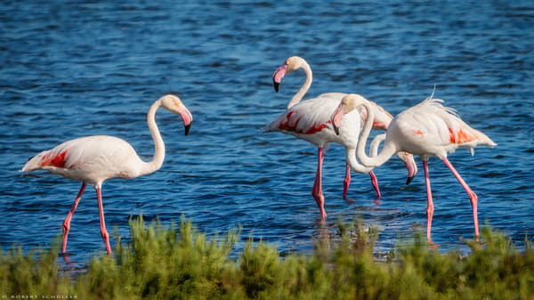 4 Flamingos in the Lagoon by Robert Schüller | 500px