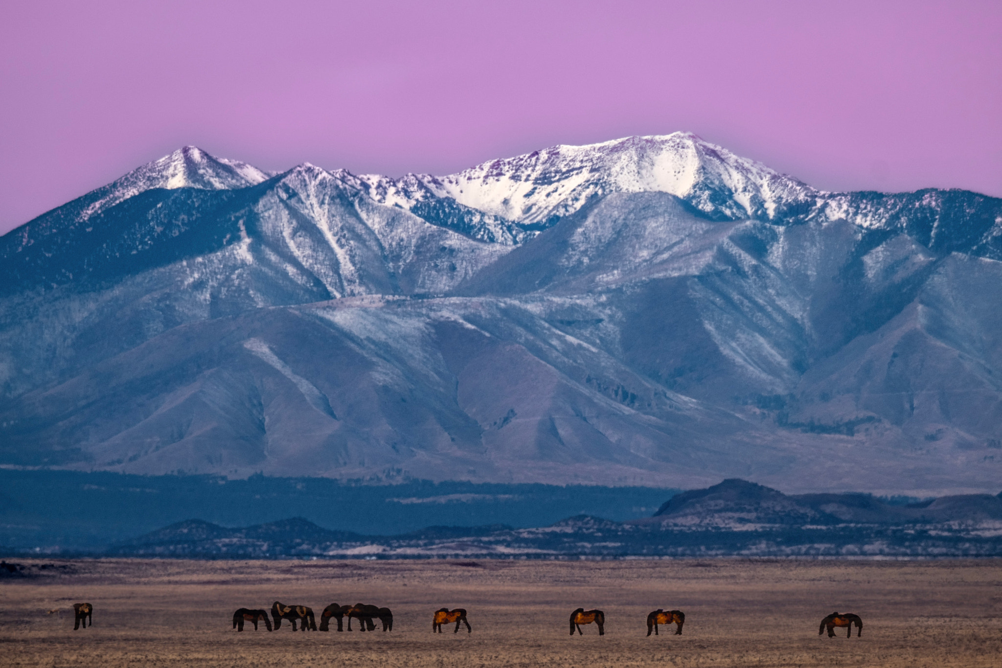 My #2 winning photo in the contest Animals from Afar. Wild horses by ...