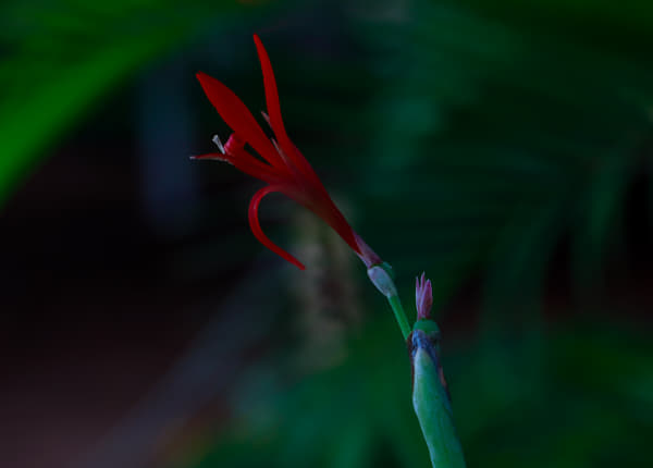 Red flower by Nighttime Ndege | 500px