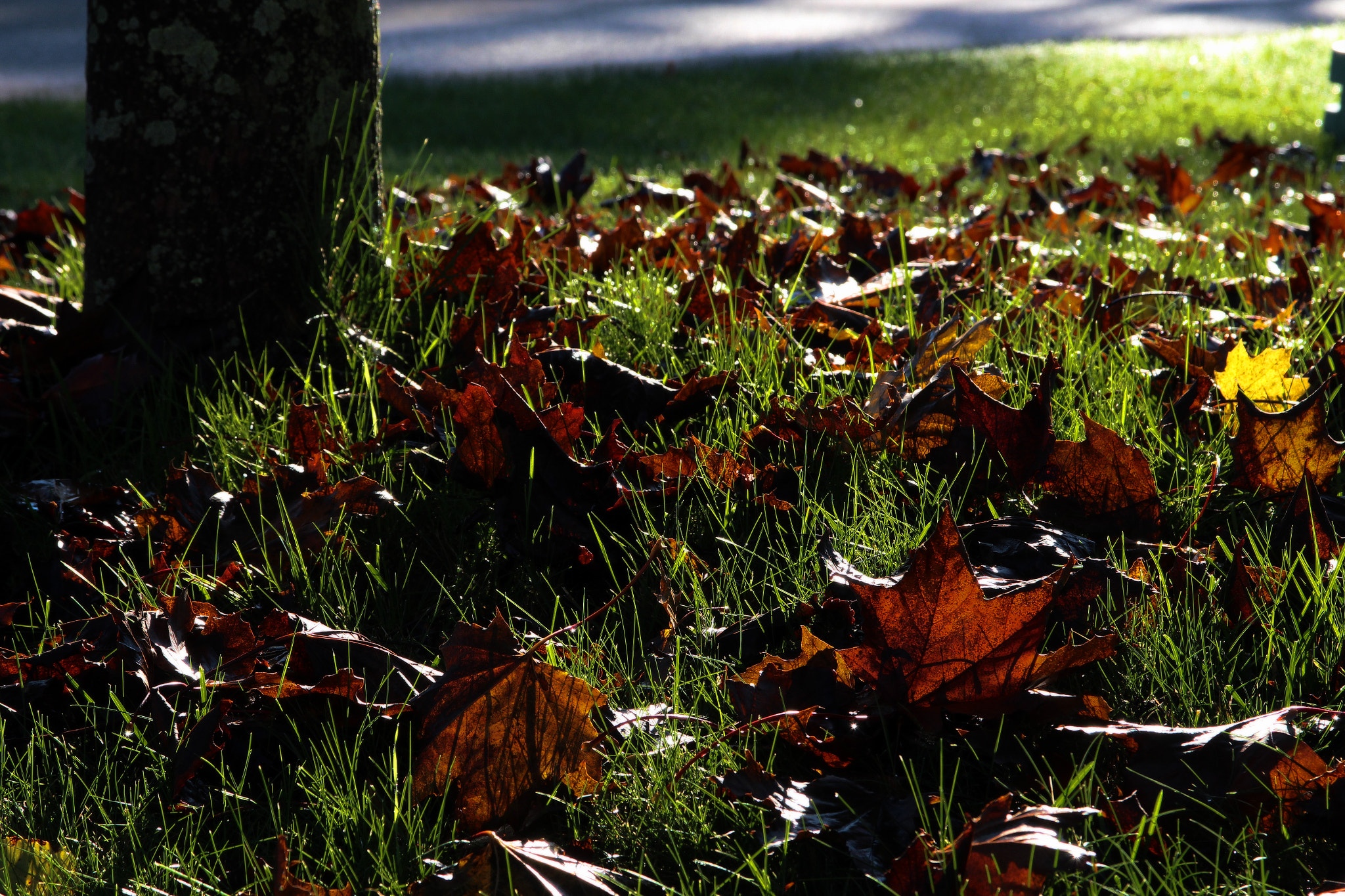A Cool Fall Morning by C W | 500px