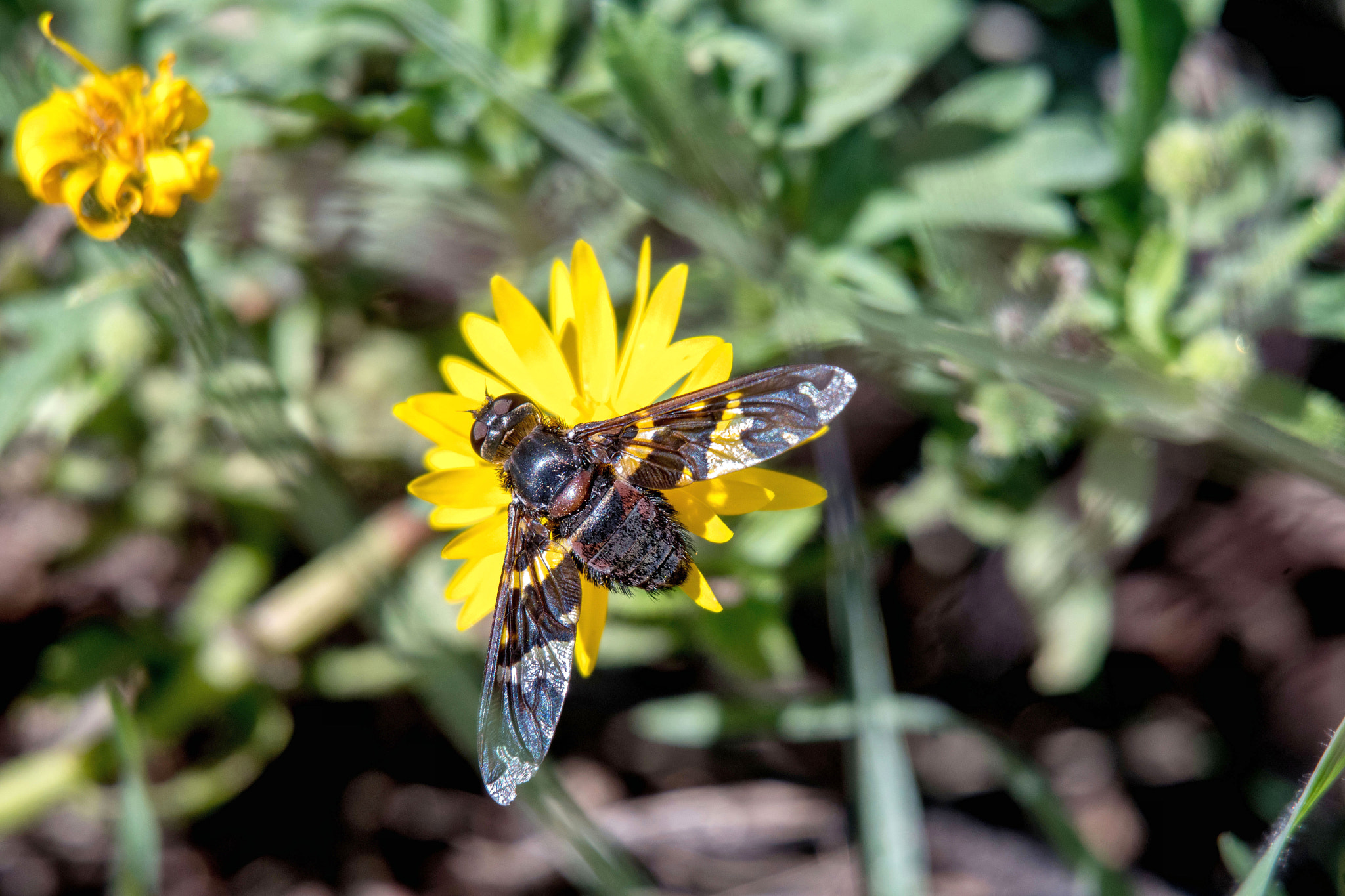 Tiger Bee Fly (Xenox tigrinus) by Robert Kramer | 500px