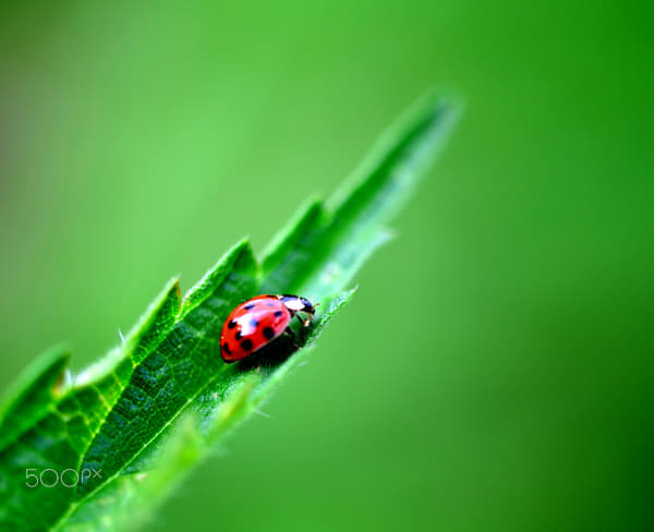 Close-up of ladybug on leaf by Jasmin Künzli | 500px