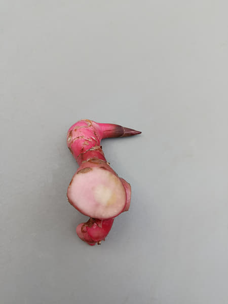 Fresh Red Galangal (Alpinia galanga) Rhizome by Singgiyanto Halim | 500px