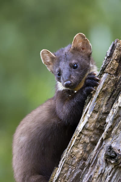 European pine marten by Alexandra M. | 500px