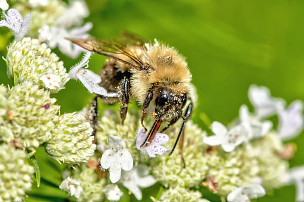 Two-spotted Bumble Bee (Bombus bimaculatus) by Robert Kramer | 500px