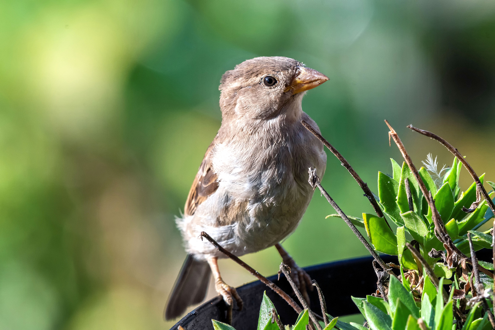 House Sparrow Female by Robert Kramer | 500px