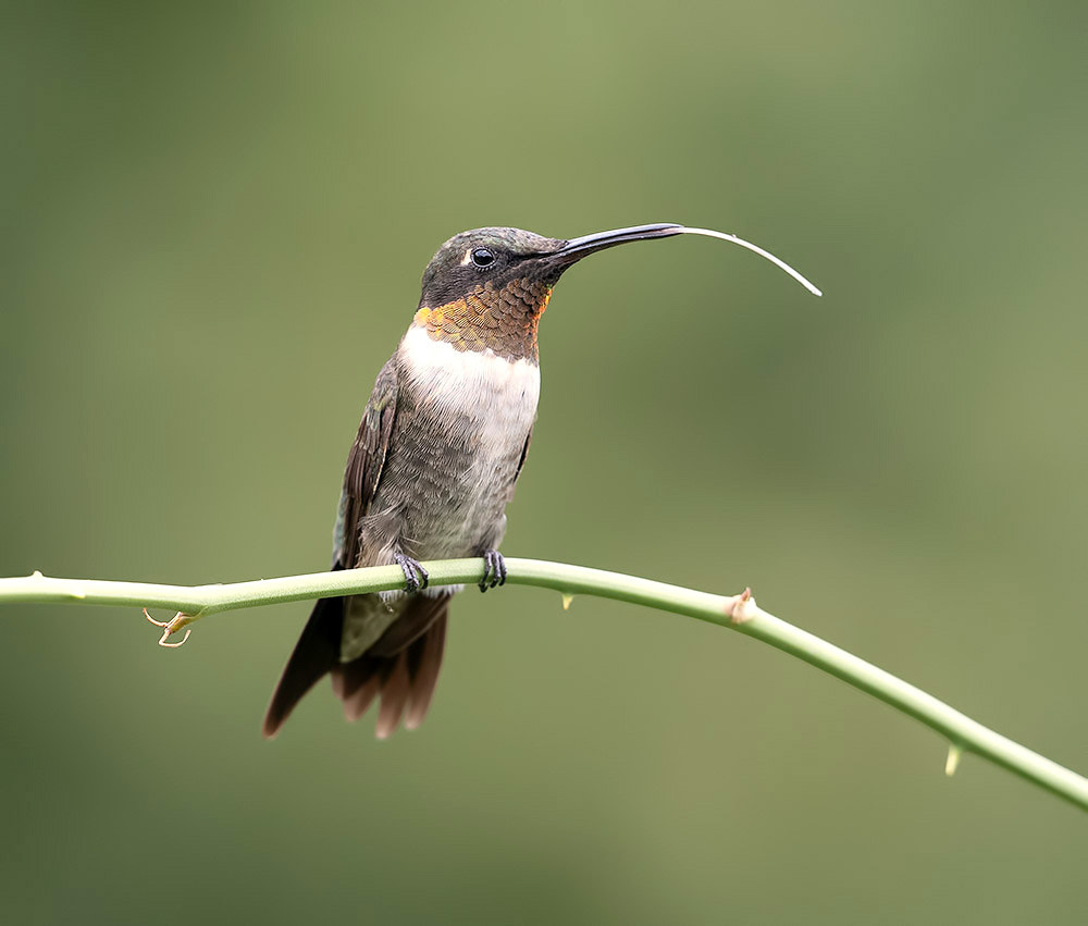 Ruby-throated Hummingbird with tongue by Elizabeth E. | 500px
