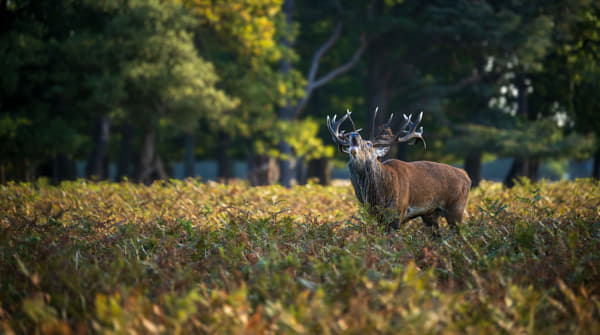 Mellow....Bellow.......22234 by Trevor Wilson | 500px